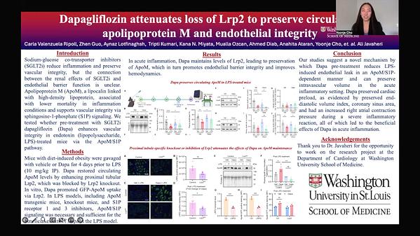 Underline | Dapagliflozin attenuates loss of Lrp2 to preserve ...