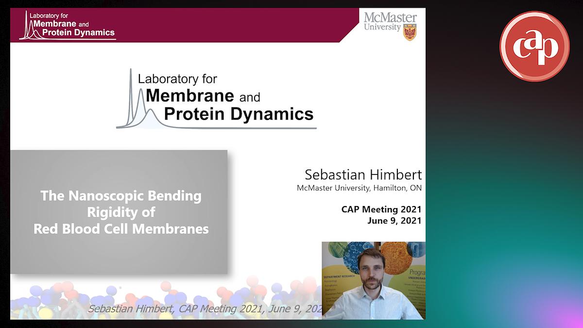 Underline | THE NANOSCOPIC BENDING RIGIDITY OF RED BLOOD CELL MEMBRANES