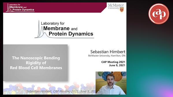 THE NANOSCOPIC BENDING RIGIDITY OF RED BLOOD CELL MEMBRANES | Underline