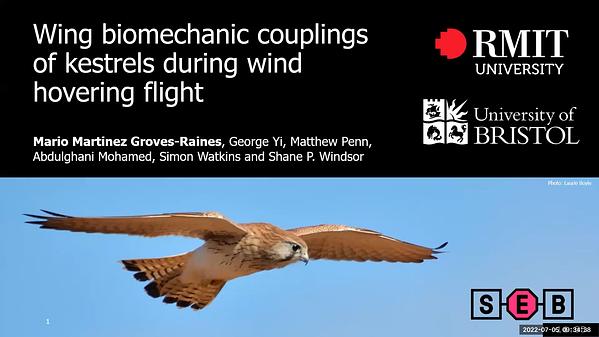 Underline | Wing biomechanic couplings of kestrels during wind hovering ...