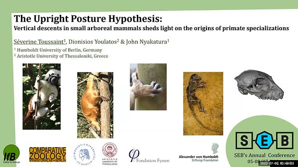The upright posture hypothesis: vertical descents in small arboreal ...