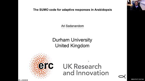 Underline | Deciphering the SUMO code for adaptive responses in roots