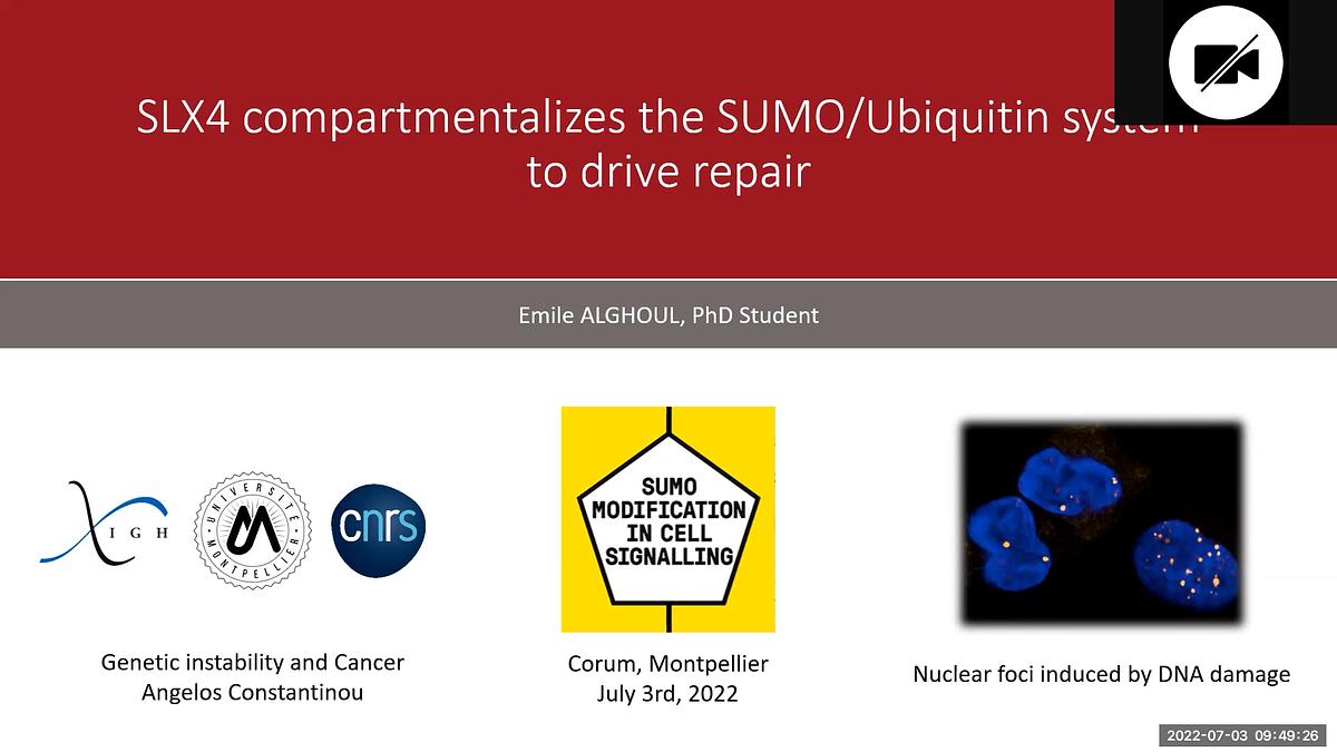 Underline | SLX4 compartmentalizes the SUMO/Ubiquitin system to drive ...