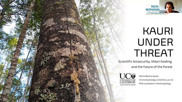 Underline | Serial killers in the shadow of an ancient kauri: Biosecurity, rongoa Maori and the ...