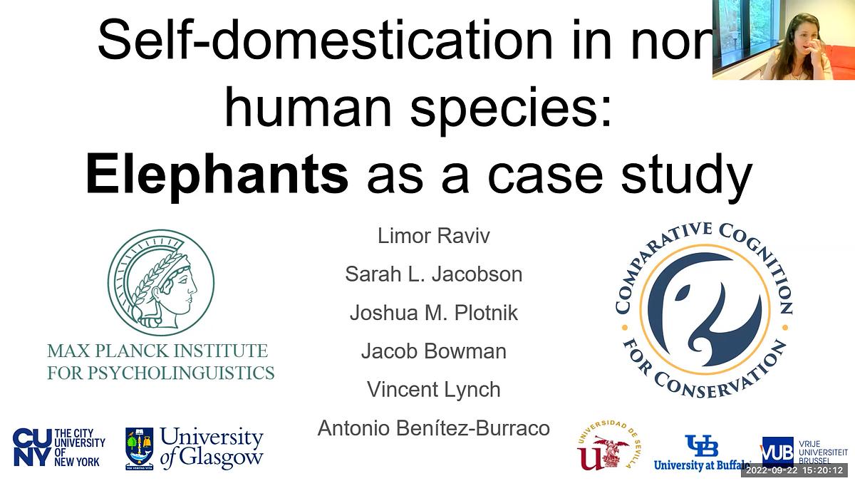 Underline | Self-domestication in non-human species: elephants as a ...
