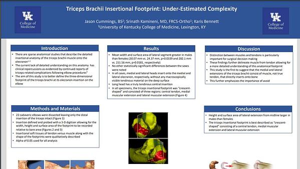 Triceps Brachii Insertional Footprint: Under-estimated Complexity ...