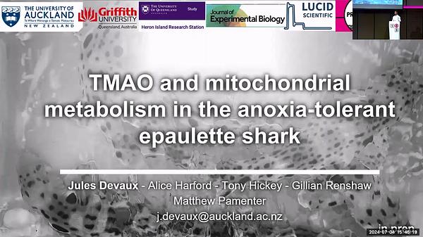 Underline | TMAO regulates mitochondrial metabolism in brain and heart ...