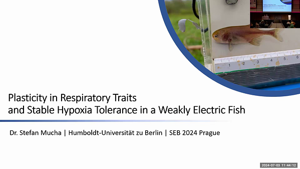 Plasticity in respiratory traits and stable hypoxia tolerance in a ...