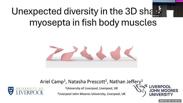 Underline | Unexpected diversity in the 3D shape of myosepta in fish ...