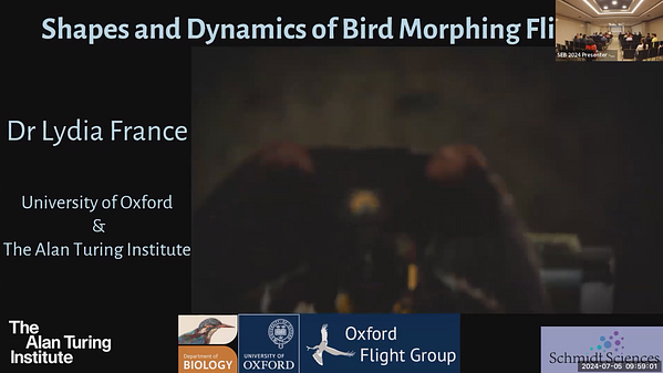 Shapes and Dynamics of Bird Morphing Flight | Underline