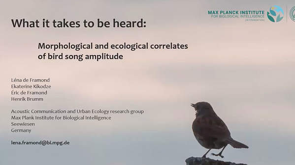 Underline | What it takes to be heard: morphological and ecological ...