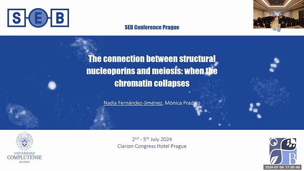 Underline | The connection between structural nucleoporins and meiosis ...